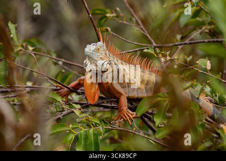 Green iguana in its natural habitat Stock Photo - Alamy