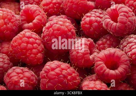 Many fresh red raspberries making beautiful background Stock Photo - Alamy