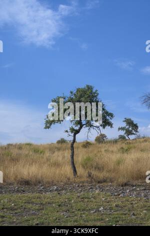 Wild olive (Olea europaea sylvestris or Olea europaea oleaster) is a ...