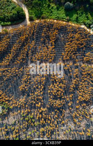 Aerial view of half burnt forest after the fire. Burned trees and grass ...