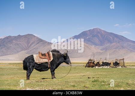 A black domestic yak in a field in the mountains Stock Photo - Alamy