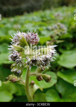 Winter heliotrope (Petasites fragrans : Asteraceae) naturalized on a ...