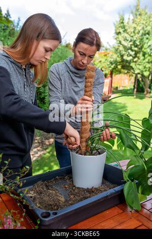 Monstera in a pot in the backyard in the garden Stock Photo - Alamy