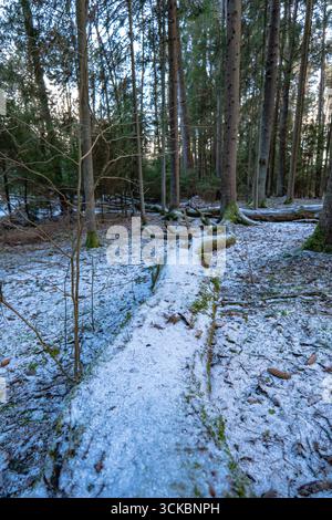 Snow and moss on ground in coniferous forest Stock Photo - Alamy