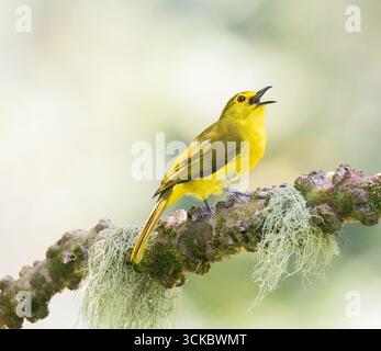 Yellow Browed Bulbul Stock Photo - Alamy
