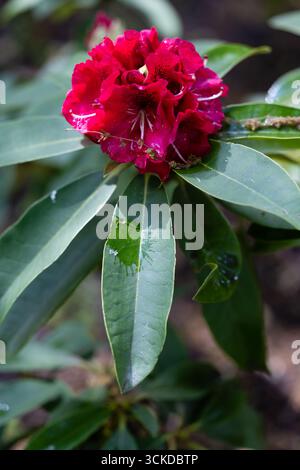 Rhododendron Wilgens Ruby Stock Photo - Alamy