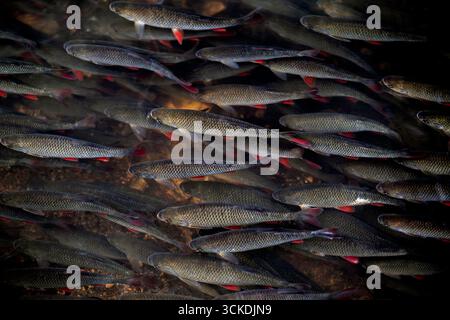 A shoal of Common Rudd Scardinius erythrophthalmus in a stream in ...