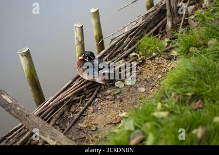 Closeup of a duck on the wood near the pond Stock Photo - Alamy