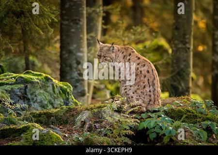 Lynx in an autumn rocky landscape full of colorful leaves in a beech ...