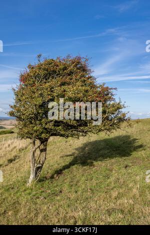 Common Hawthorn (Crataegus monogyna) windswept tree near Kilfenora, The ...