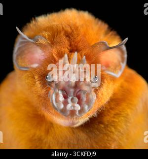 African trident bat (Triaenops afer) portrait, coastal Kenya Stock ...