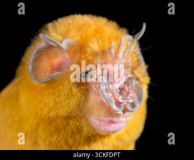 African trident bat (Triaenops afer) head, coastal Kenya Stock Photo ...