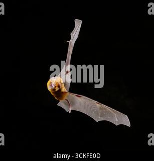 African trident bat (Triaenops afer) portrait, coastal Kenya Stock ...