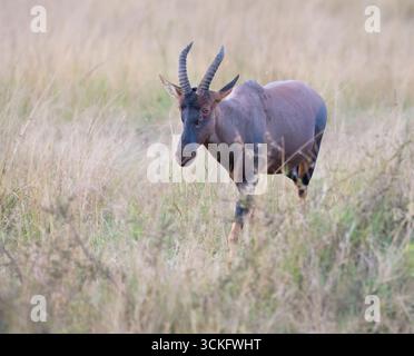 Topi Antelope Damaliscus lunatus jimela is a subspecies of topi, and is ...