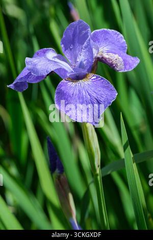 Flowers of Iris sibirica Silver Edge in an English garden Stock Photo ...