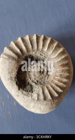 Fossils in stone found on the Jurassic Coast Stock Photo - Alamy