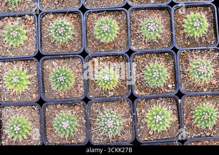 Top view of many small Mammillaria cactus plants Stock Photo - Alamy