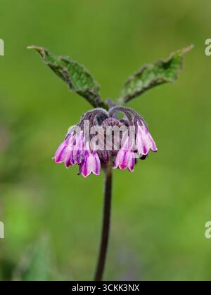 Common Comfrey Wildflower Plant in Flower ( Symphytum officinale ...