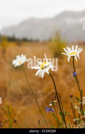 Seasonal dry flowers and grass close-up on a blurred background ...