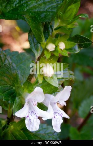 White hedge-nettle (Prasium majus) is a perennial sbshrub native to ...