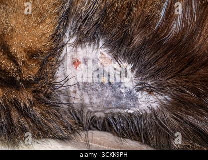 Fungal infection. Ringworm on kitten paw in ultraviolet light of ...