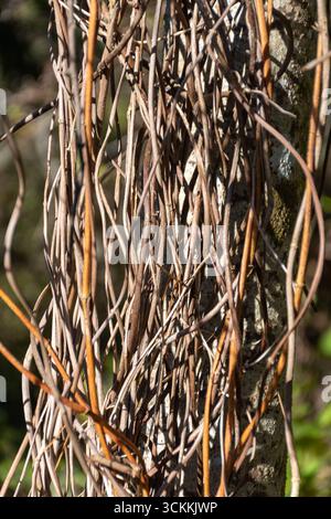 plants of various wild vines intertwined around a tree trunk, autumn ...