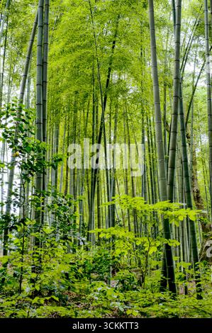 bamboo plants, evergreen perennial flowering plants of the grass family ...
