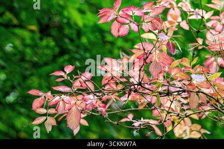 In Dundee, Scotland, strong winds stir autumnal woodland scenes as ...
