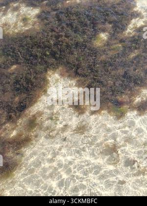 A Beautiful and Colorful Underwater Scene Featuring Clownfish Swimming ...