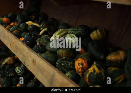 Wooden box with colorful pumpkins. Autumn decor Stock Photo - Alamy