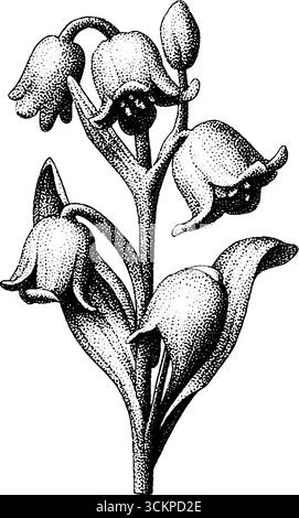 Dotwork illustration of drooping bluebell bloom on slender stalk for ...