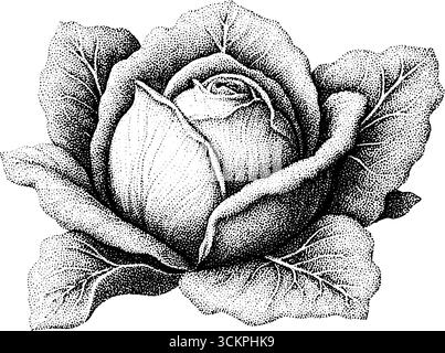 Intricate dotwork tattoo design of a cabbage head with detailed texture ...
