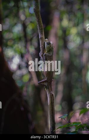 Close-up of the rare Hump-nosed Lizard (Lyriocephalus scutatus) in Sri ...