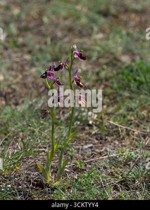 France, Drome, regional natural park of Baronnies proven?ales, Buis les Baronnies, the valley of ...