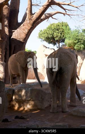 Pair of African elephants standing under large tree in naturalistic zoo ...