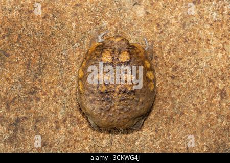 A cute Bushveld rain frog (Breviceps adspersus), also known as the ...