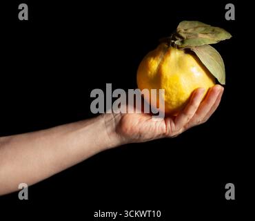 quince fruit in hand on white isolated background Stock Photo - Alamy