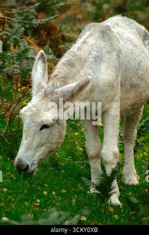 Adorable donkey with happy face Stock Photo - Alamy