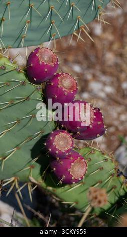 Delicious and colourful Prickly Pear Fruit close up still-life, high ...