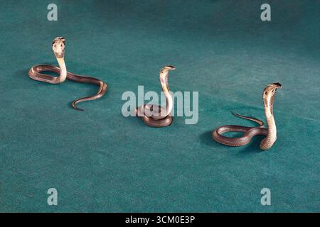 Three indian cobras on teal surface with raised hoods and s-shaped ...