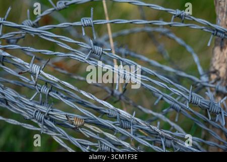 Stacheldraht in Aachen an einem Feld am 29. August 2025. GERMANY ...