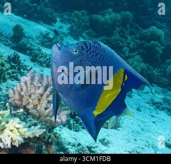 Yellowbar angelfish (Pomacanthus maculosus). This species inhabits seas ...