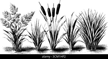 Vintage reed and bulrush sketch - detailed hand-drawn botanical ...