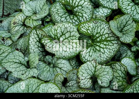 Brunnera macrophylla, the Siberian bugloss, great forget-me-not ...
