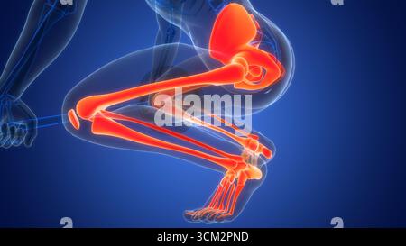 Human Skeleton System Lower Limb Bone Joints Anatomy Stock Photo - Alamy