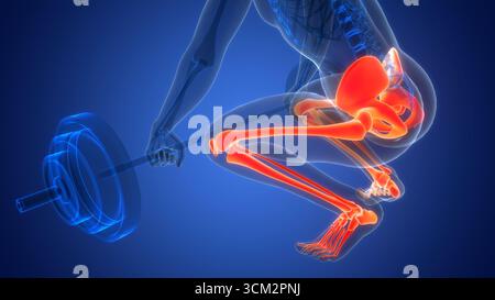 Human Skeleton System Lower Limb Bone Joints Anatomy Stock Photo - Alamy