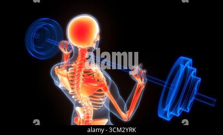 Human Lifting Heavy Barbell with Weights Anatomy Stock Photo - Alamy