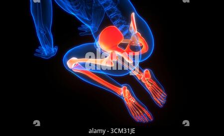 Human Skeleton System Lower Limb Bone Joints Anatomy Stock Photo - Alamy