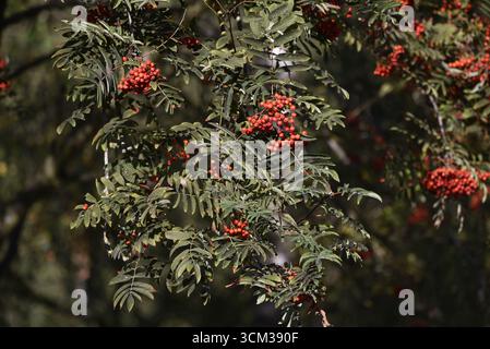 Red ripe rowan berries on the tree in autumn Stock Photo - Alamy