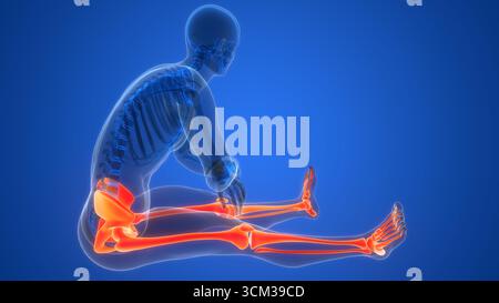 Human Skeleton System Lower Limb Bone Joints Anatomy Stock Photo - Alamy